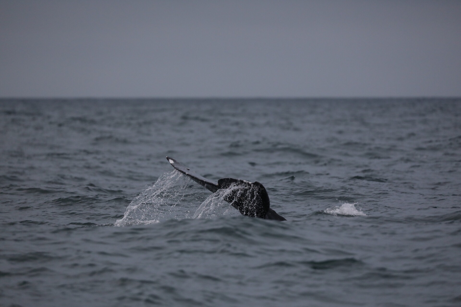March 2nd, 2019 – Newport Coastal Adventure