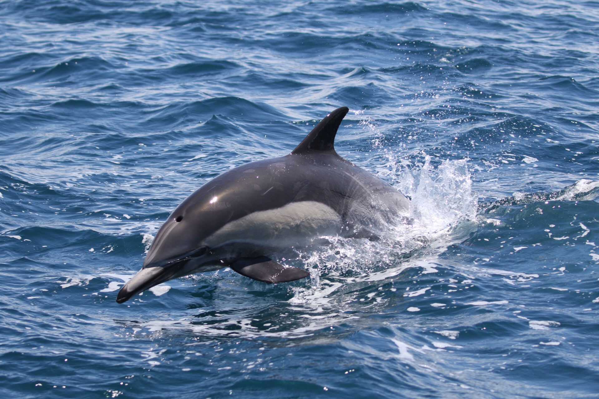 May 30th, 2020 – Newport Coastal Adventure